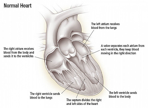 Cardiomyopathy - Harvard Health