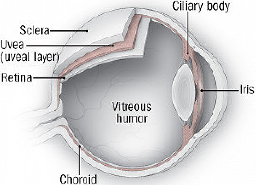 Uveitis - Harvard Health