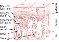 LED photomodulation: "Light" way to skin renewal - Harvard Health