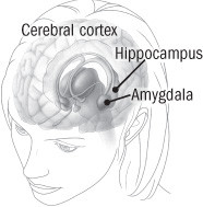 Preserving and improving memory as we age - Harvard Health