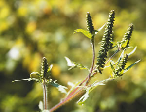 All Allergies Articles | Page 6 - Harvard Health