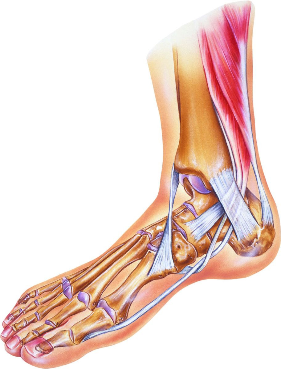 How To Tell If Your Ankle Is Sprained Maybe You Would Like To Learn 