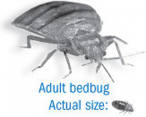 Easing bedbug anxiety - Harvard Health
