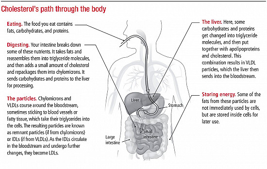 How it’s made: Cholesterol production in your body - Harvard Health